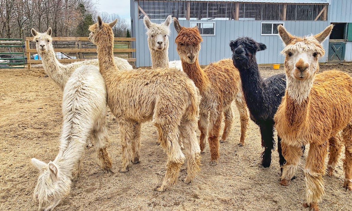 Best Local Farms to See Animals Near Chicagoland - Chicago Parent