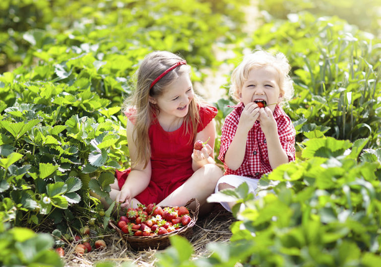 Best U-Pick Berry Farms Near Chicago for Families - Chicago Parent
