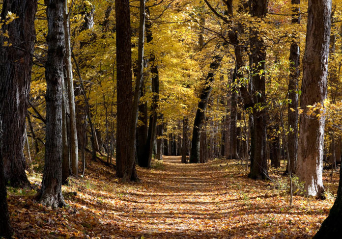 Where to see stunning Fall colors near Chicago with the family ...