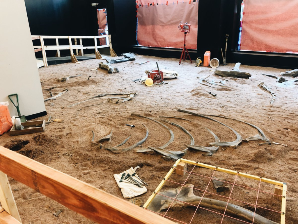 Field Museum Opens Free Pop-Up Dino Dig - Chicago Parent