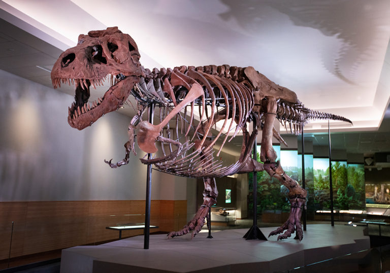 Step into Sue’s New World at Field Museum - Chicago Parent
