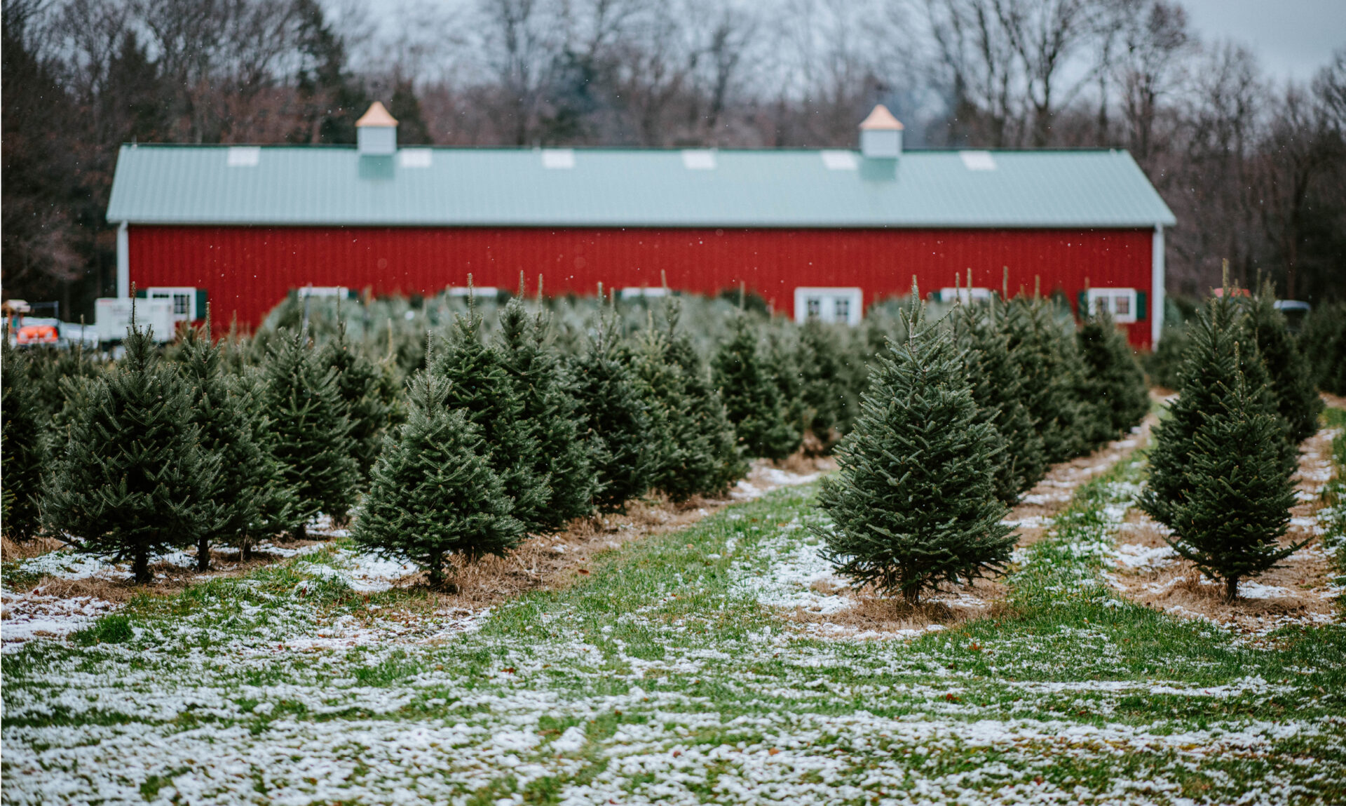 Festive Christmas Tree Farms Near Chicago - Chicago Parent