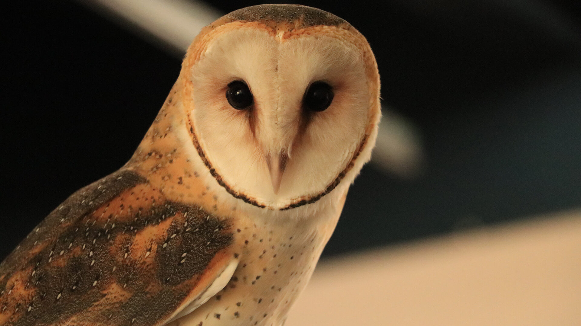 Raptors in Winter Animal Encounter at Peggy Notebaert Nature Museum in ...