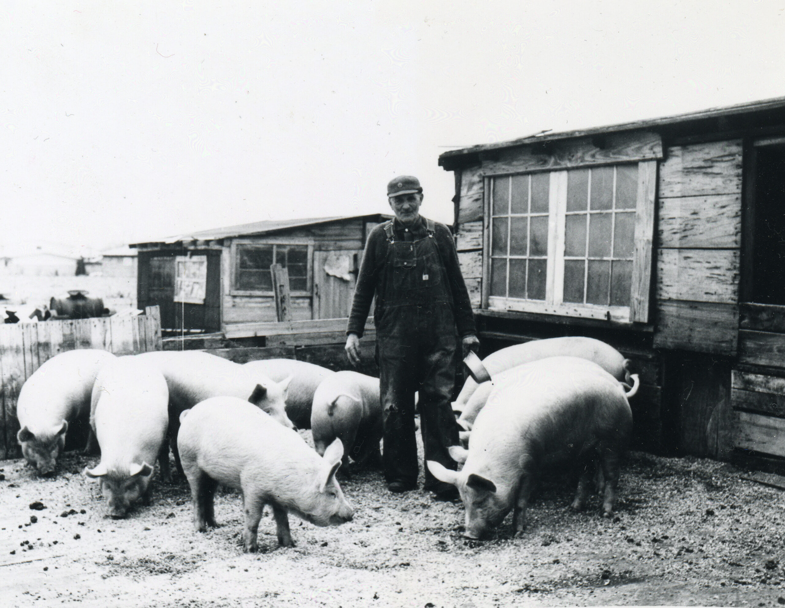 Summer Scavenger Hunt: Pigs on the Loose! at Wilmette Historical Museum ...