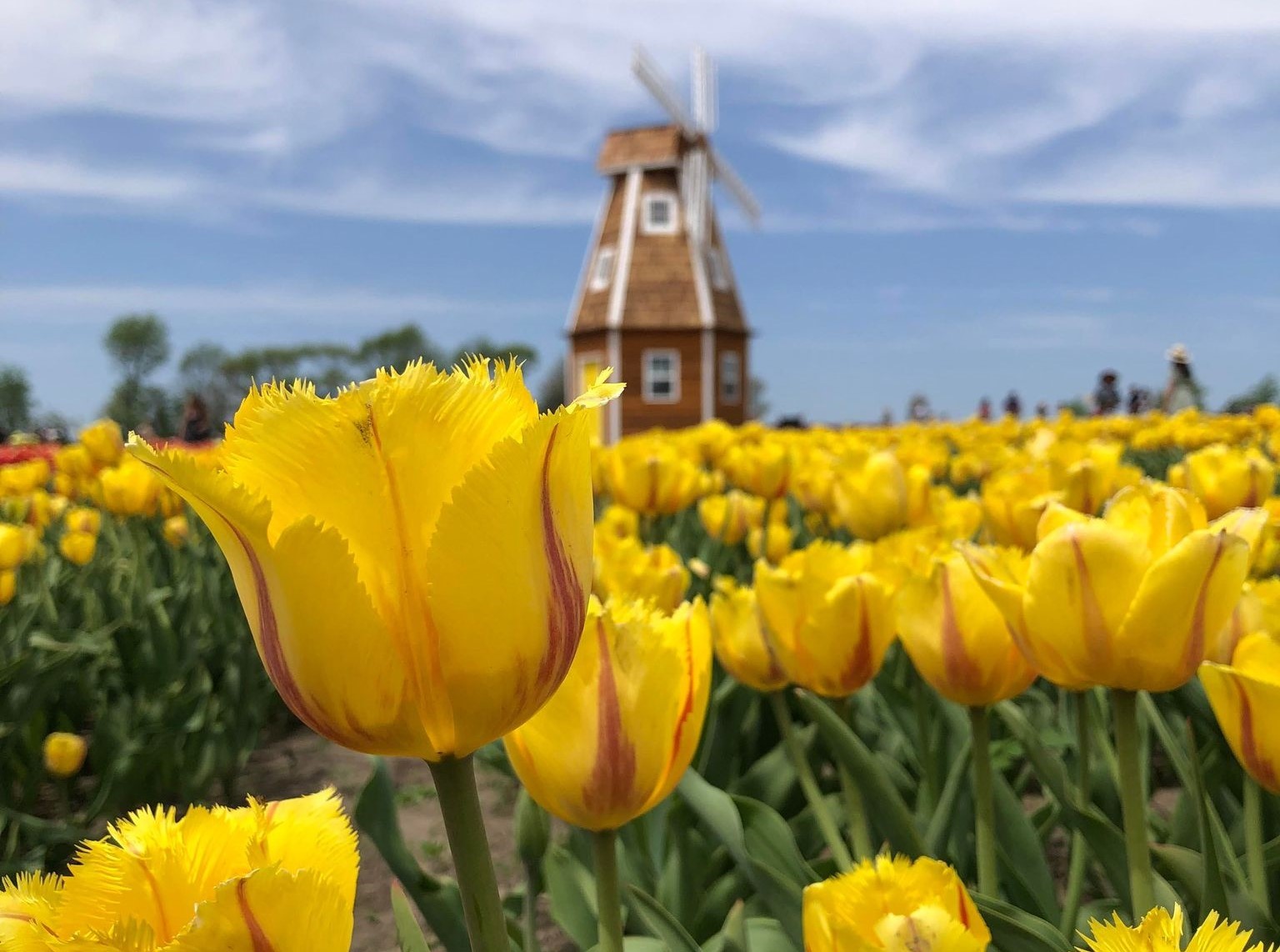 Beautiful Flower Fields Worth the Drive from Chicago - Chicago Parent