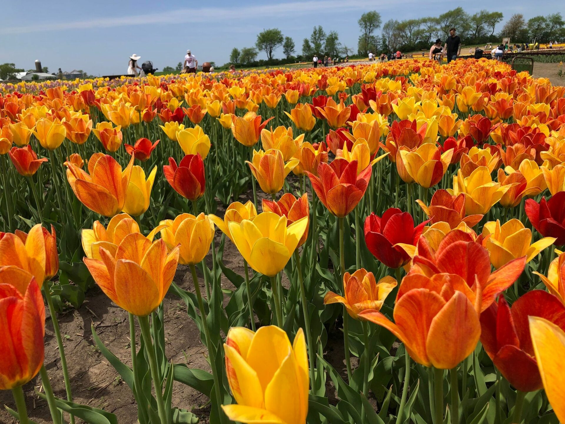 Beautiful Flower Fields Worth the Drive from Chicago - Chicago Parent