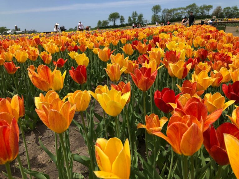 Beautiful Flower Fields Worth the Drive from Chicago - Chicago Parent