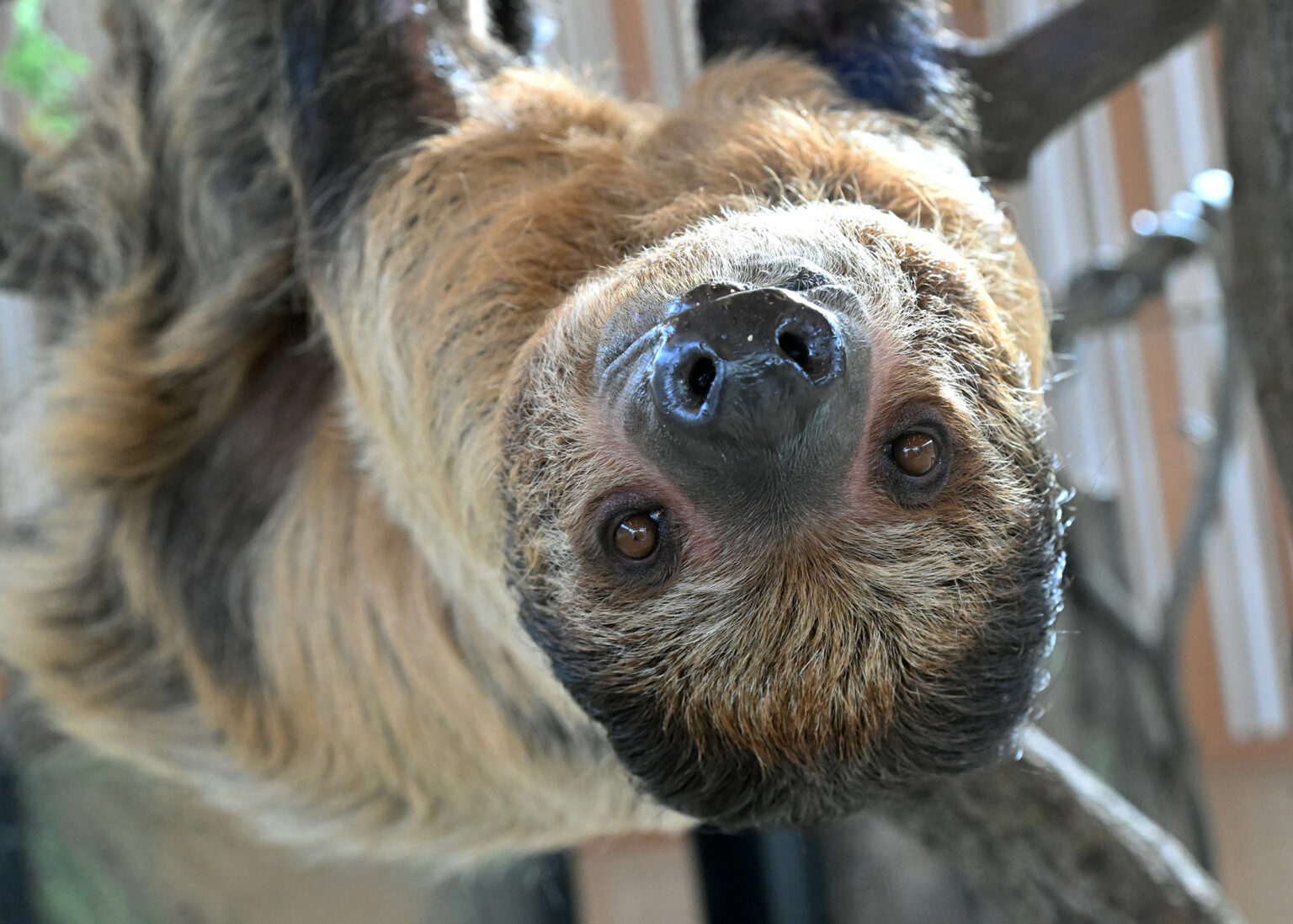 Why You Have to Visit Chicagoland Zoos This Winter - Chicago Parent