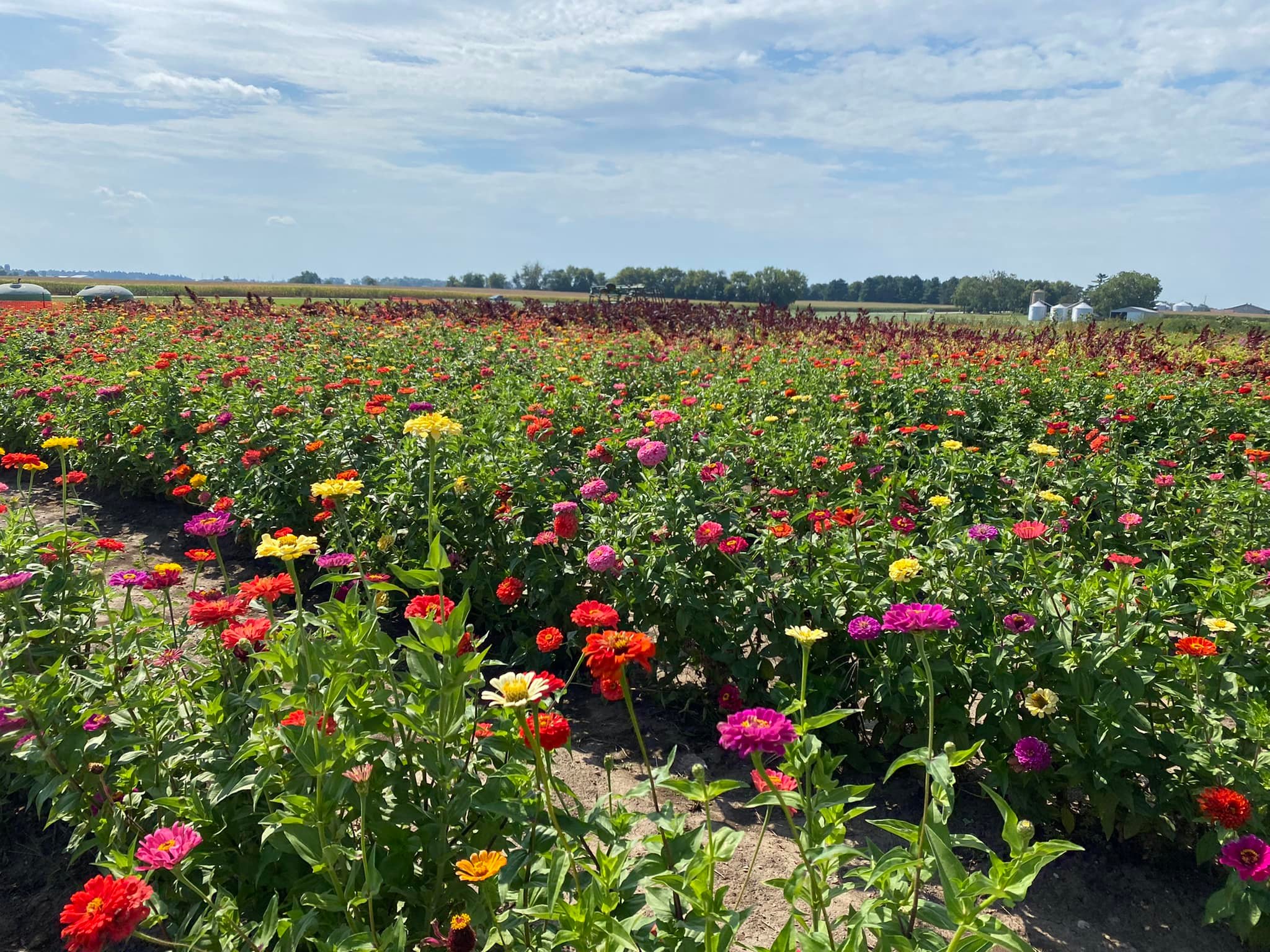 Beautiful Flower Fields Worth the Drive from Chicago - Chicago Parent