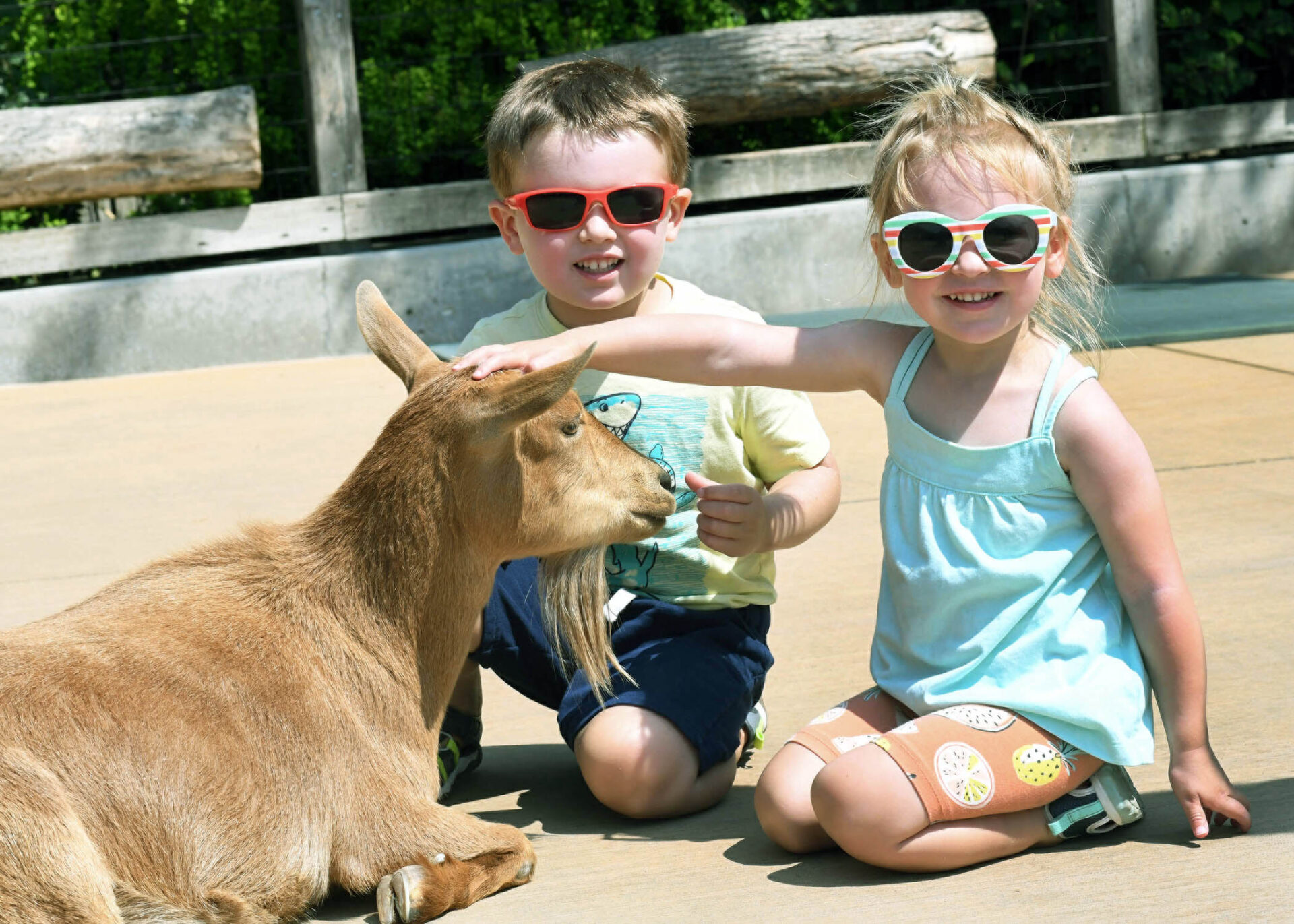 Exploring Brookfield Zoo Chicago with Kids - Chicago Parent
