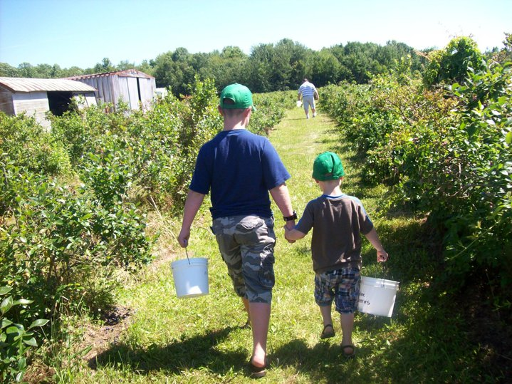 Blueberry Picking Farms Near Chicago - Chicago Parent