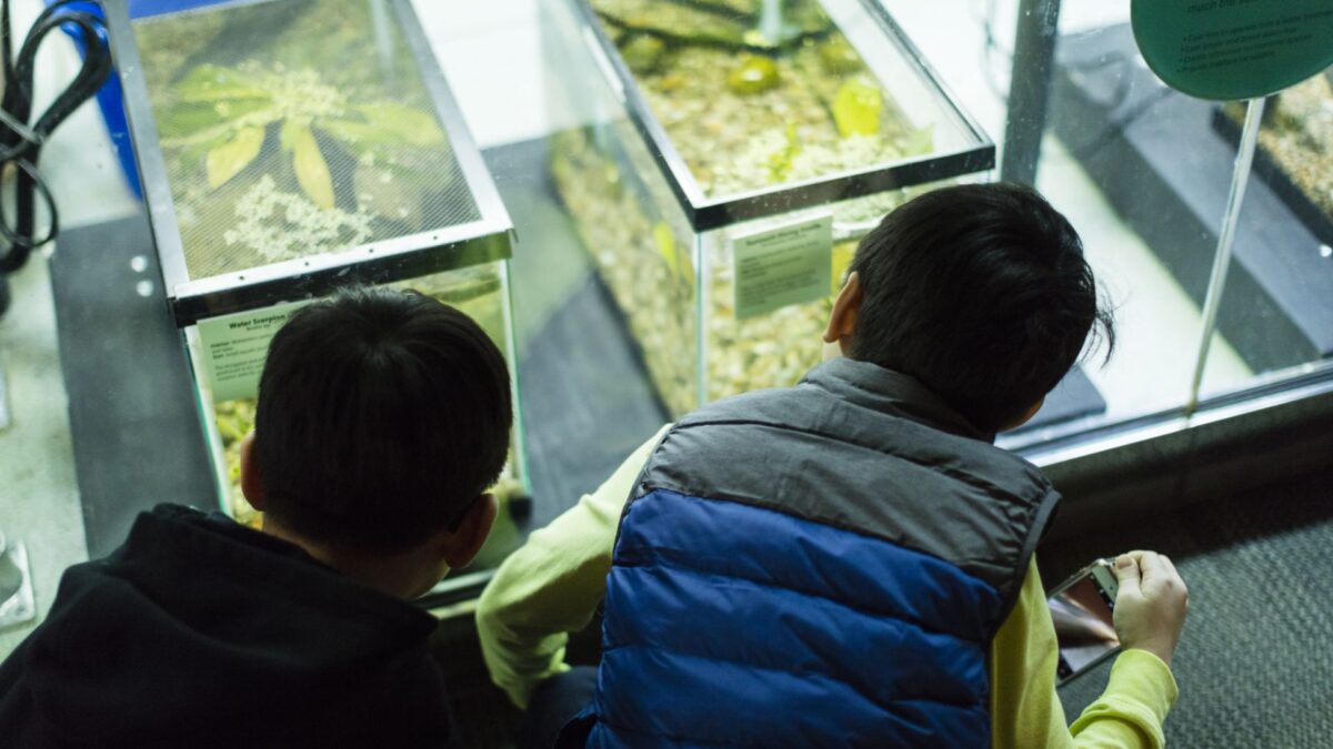 Mysteries of the Marsh Tween Day Off Camp at Peggy Notebaert Nature ...
